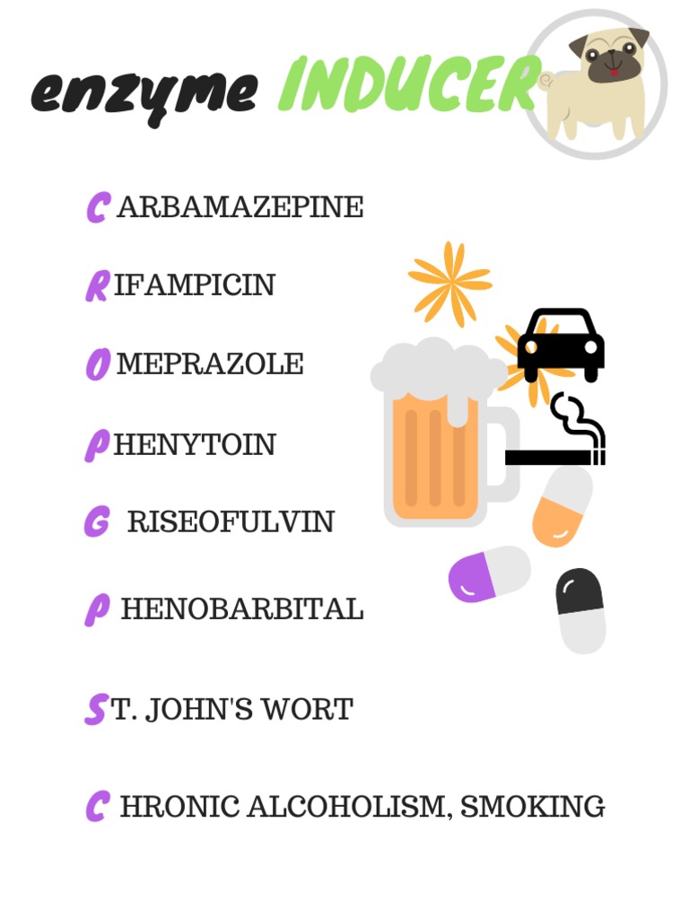 Enzyme Inducer | PDF