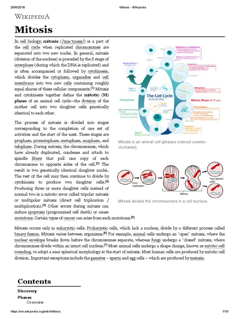 Mitosis | PDF | Mitosis | Cell Nucleus