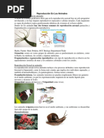 Cadena Alimenticia - Productores, Consumidores y Descomponedores PDF ...