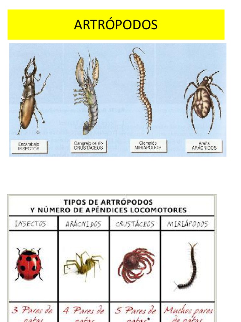 Cinco tipos de artrópodos | PDF