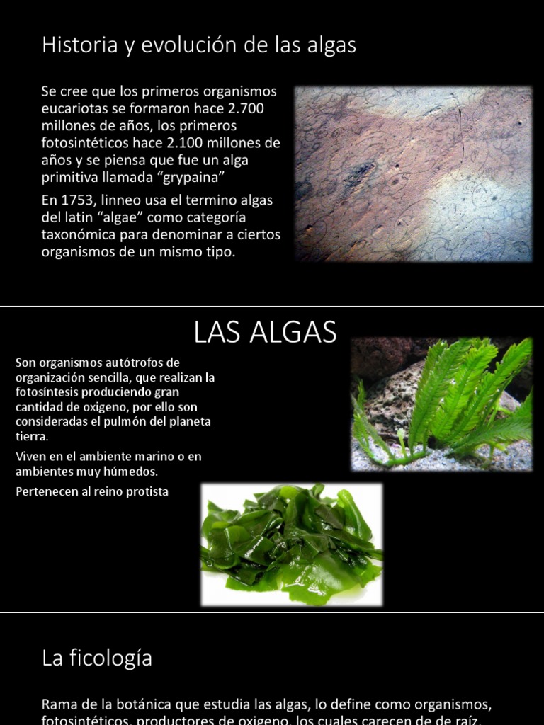 Diapositiva Microbiologia Algas | PDF | Algas | Naturaleza