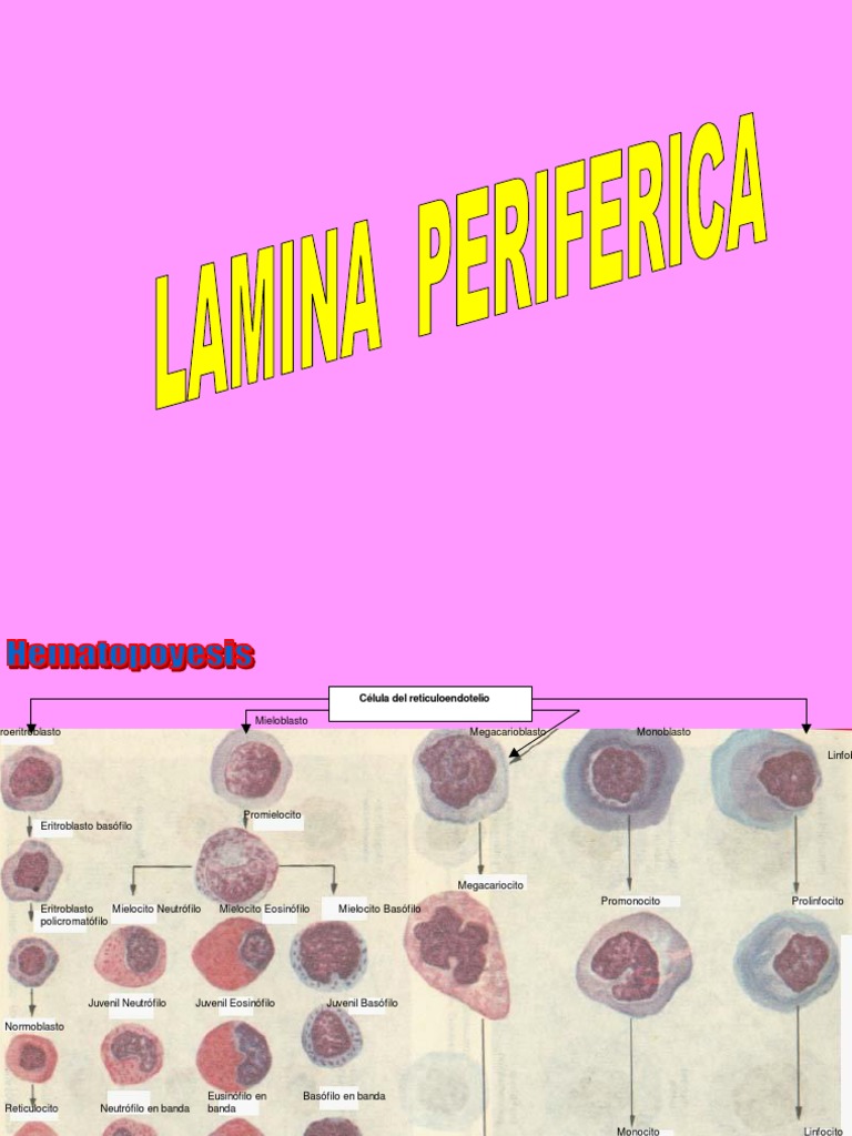 Conf. Lámina Periférica | PDF