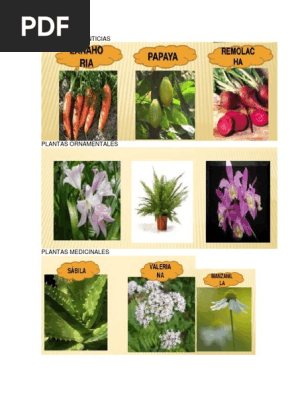 Imagenes De Plantas Industriales Para Colorear Clasificacion De Las