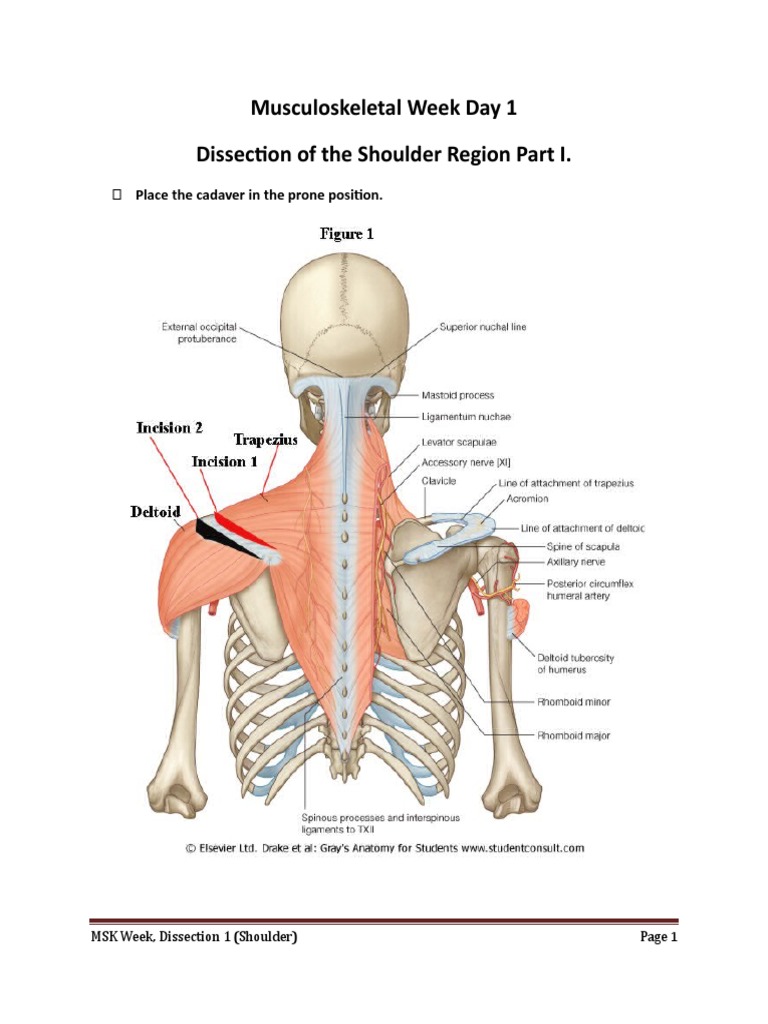 2014 DAY1 Shoulder Bullets | PDF | Shoulder | Limbs (Anatomy)