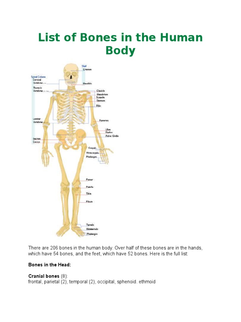 List of Bones in The Human Body | PDF | Skeleton | Bone