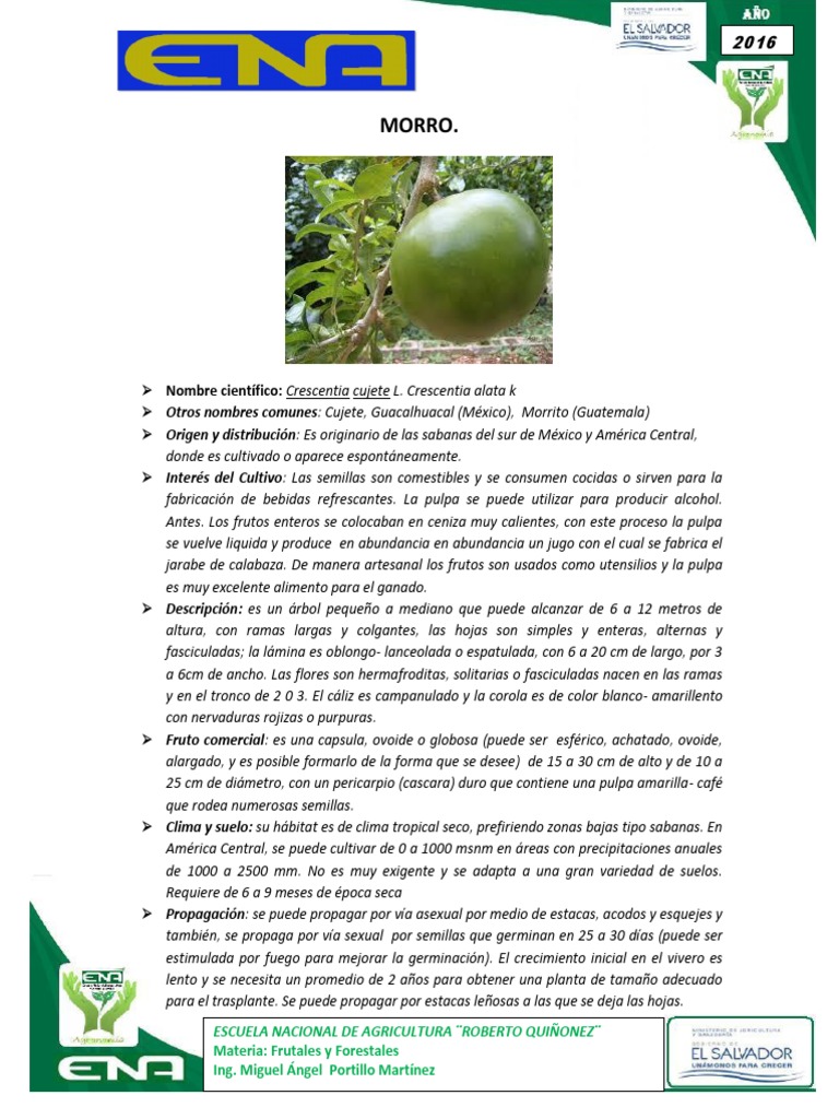 Morro | Plantas | Horticultura y jardinería