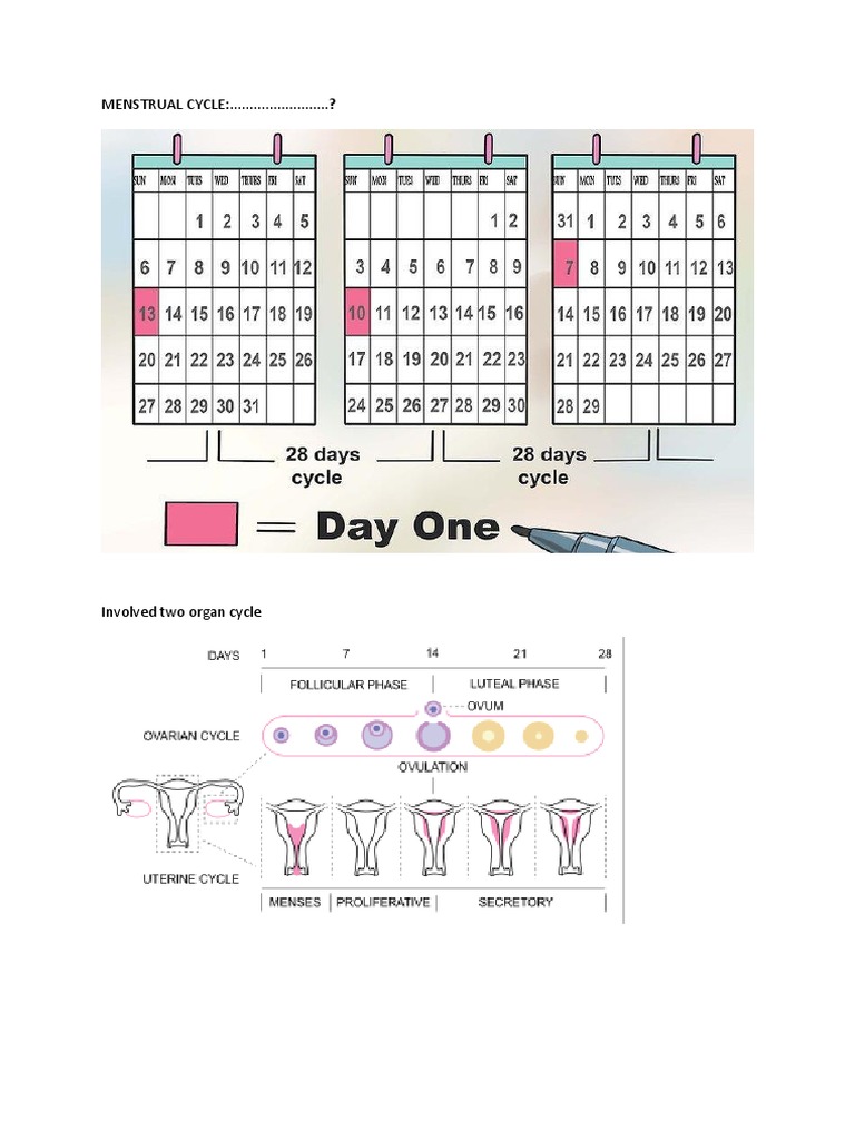 Menstrual Cycle:......................... ? | PDF