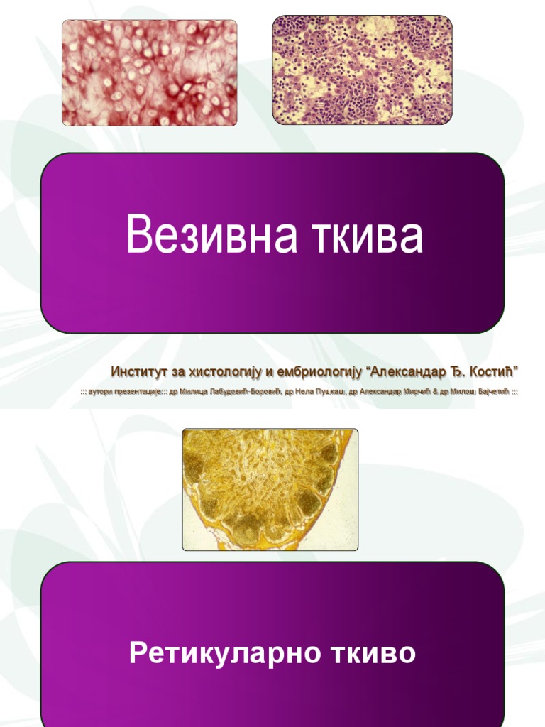 Vezivno Tkivo Vezba 7 HISTOLOGIJA | PDF