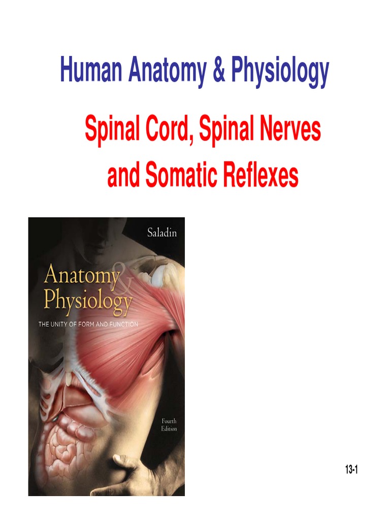Human Anatomy & Physiology: Spinal Cord, Spinal Nerves and Somatic ...