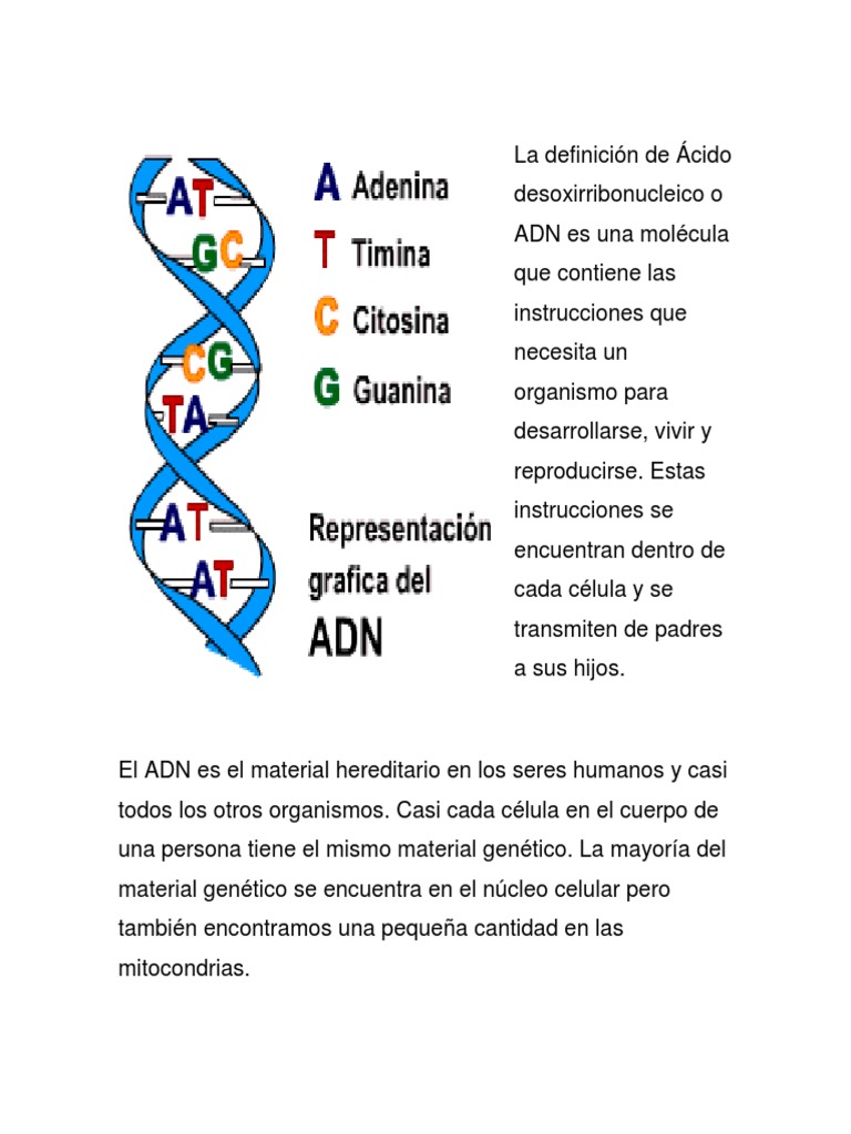 Adn | Replicación De Adn | Adn
