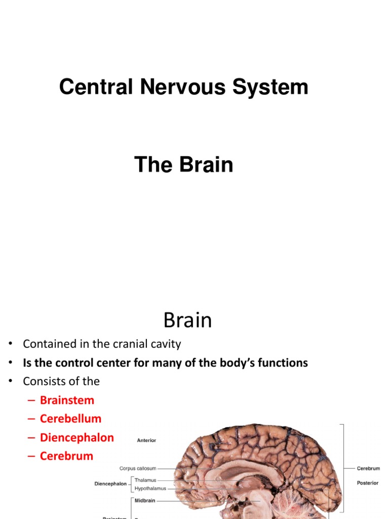 Central Nervous System | PDF | Brainstem | Central Nervous System