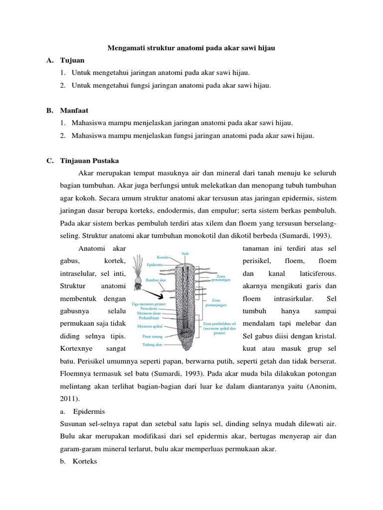 Anatomi Akar Sawi Hijau | PDF | Kajian Bahasa Asing | Griya & Taman