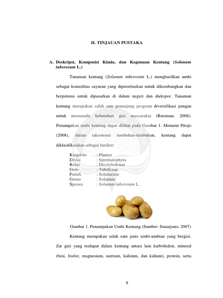 Kentang PDF | PDF