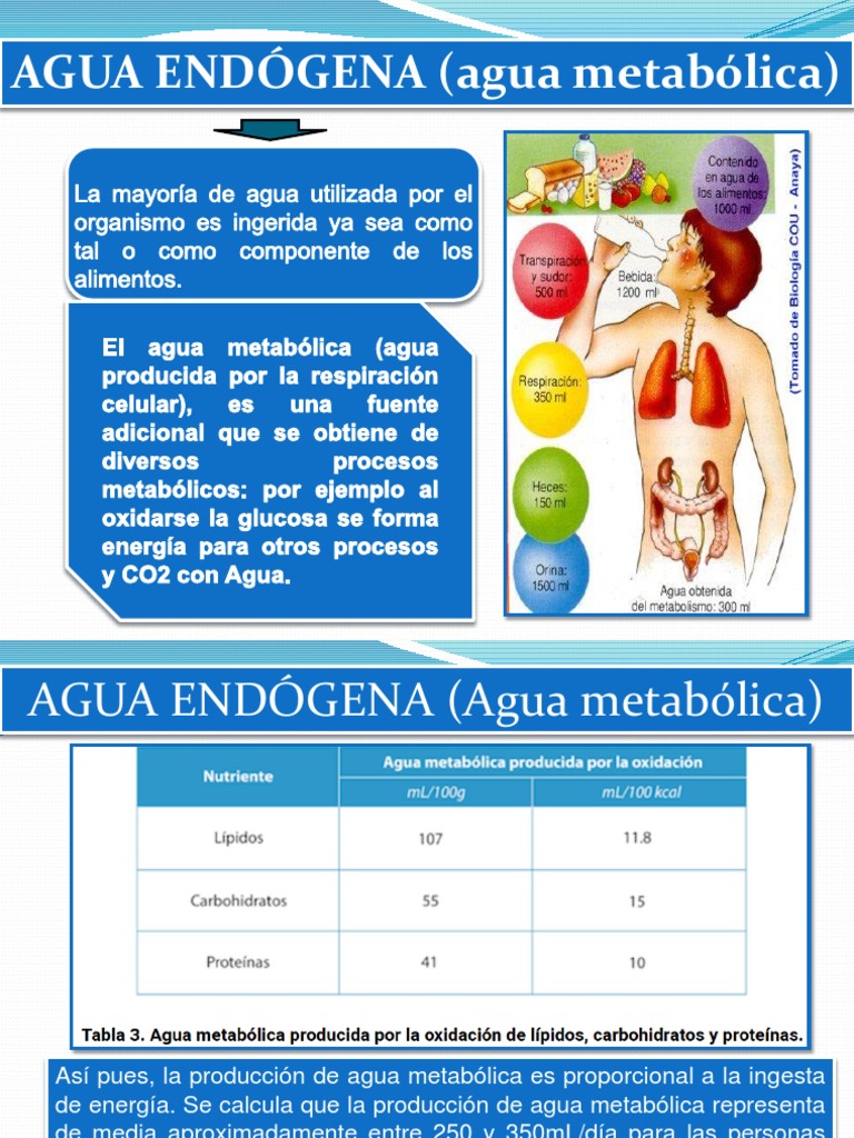 Agua Endógena y Metabólica: Fórmulas y Cálculos | PDF | Química ...