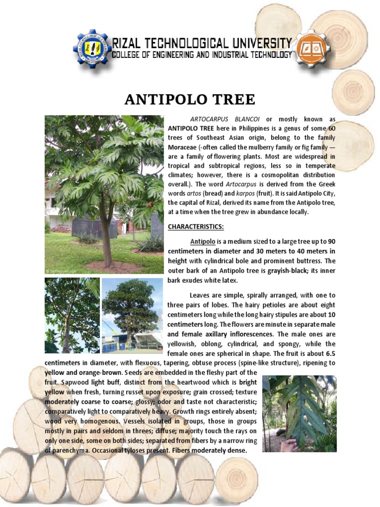 Antipolo Moto | Trees | Wood