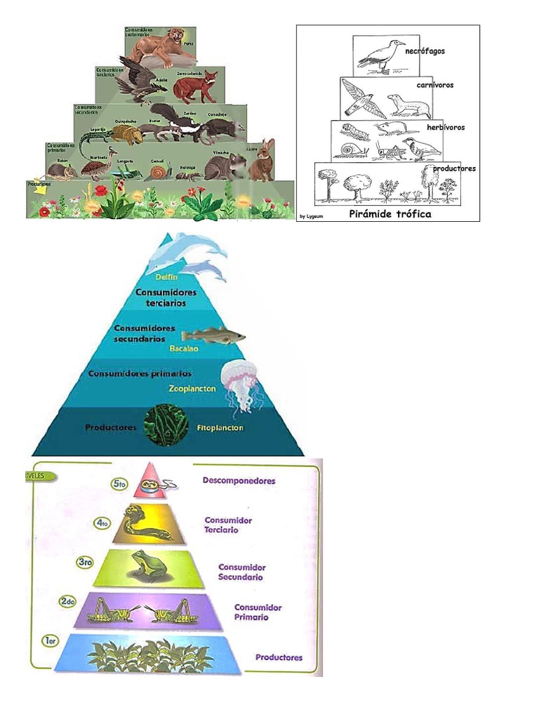 Piramide de Animales Fauna Costa | PDF
