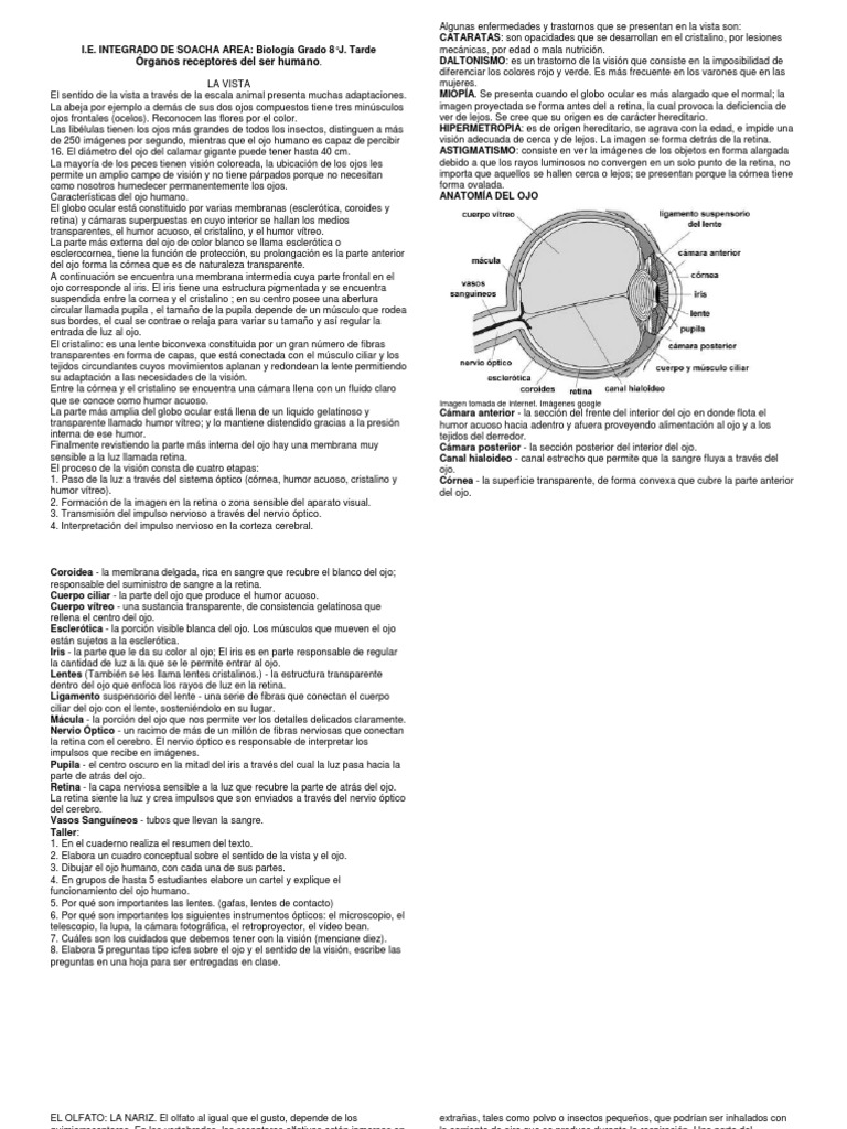Taller de Los Organos de Los Sentidos | PDF | Ojo humano | Piel