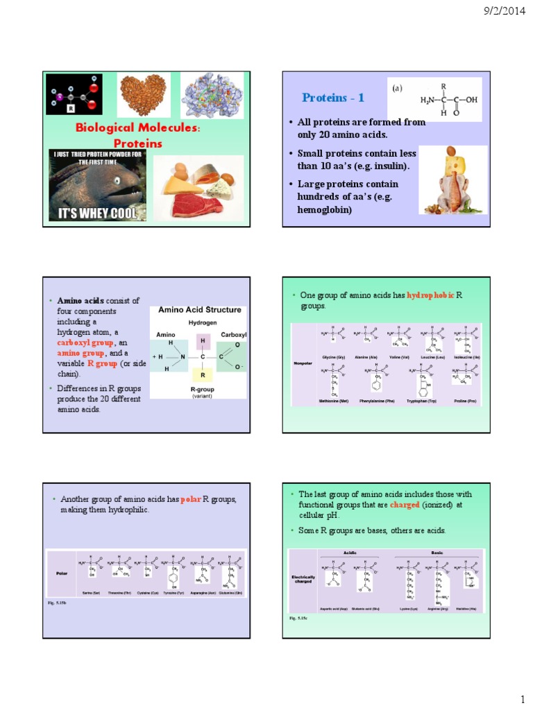 Biological Molecules: Proteins | PDF | Protein Structure | Proteins