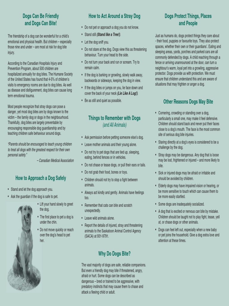 Dogs Can Be Friendly and Dogs Can Bite! How To Act Around A Stray Dog ...