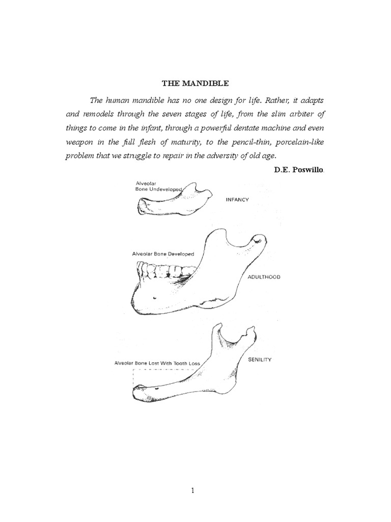 The Mandible | PDF | Human Anatomy | Musculoskeletal System