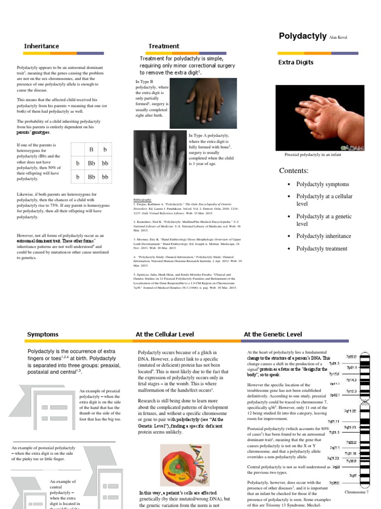 Polydactyly Pamphlet | PDF | Zygosity | Genetics
