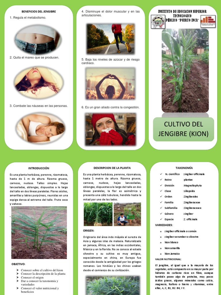 Triptico Kion | PDF | Jengibre | Plantas