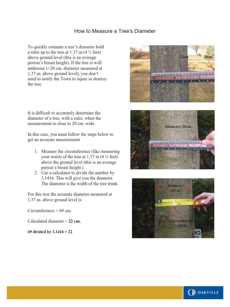 How To Measure A Tree's Diameter: 12cm 20cm | PDF | Teaching ...