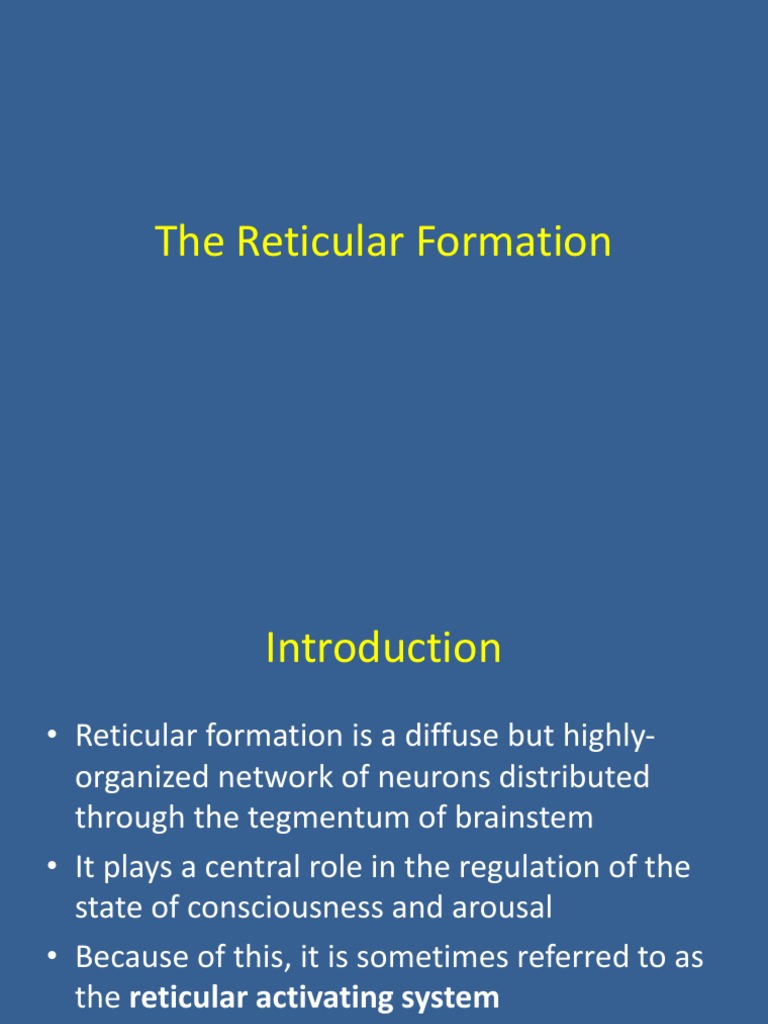 Anatomy of the Reticular Formation | PDF | Nervous System | Neuroanatomy