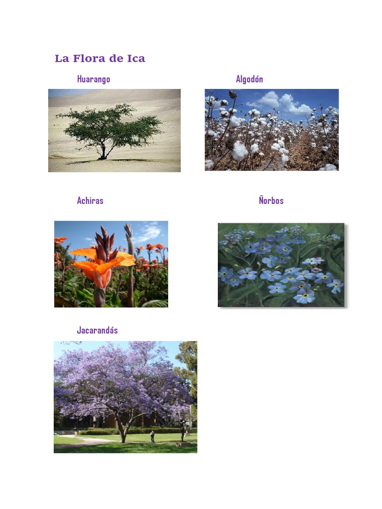 La Flora y Fauna de La Costa | PDF