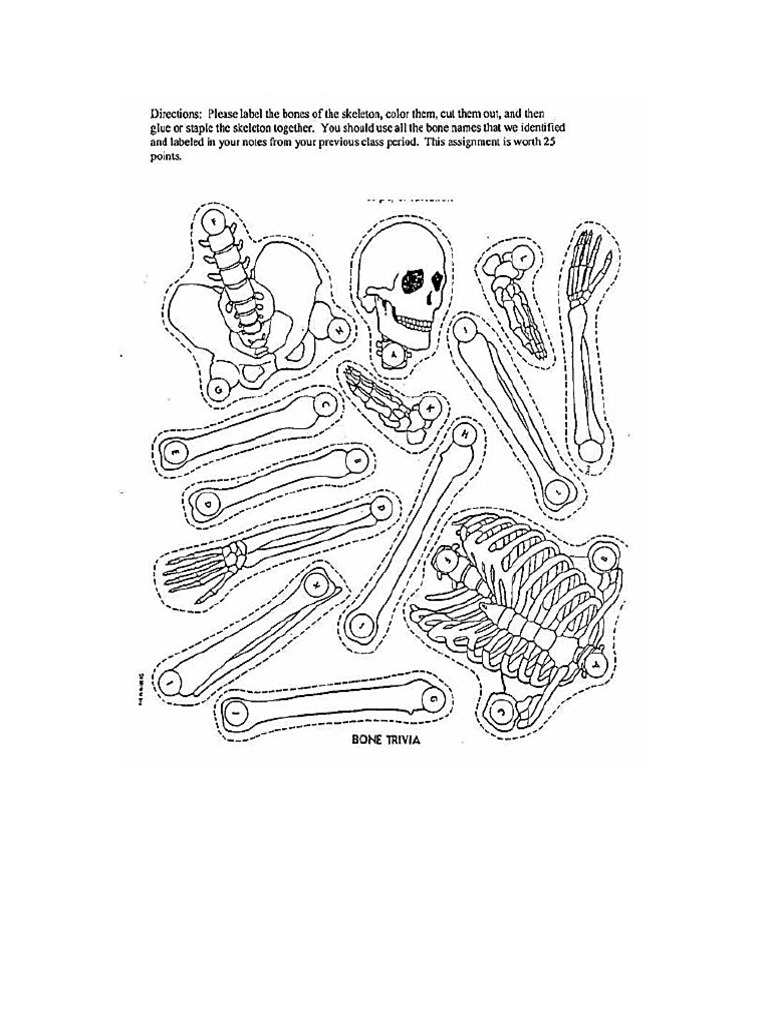 Bone Trivia | PDF