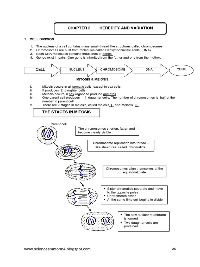 Chapter 3 Heredity and Variation: 1. Cell Division | PDF | Meiosis ...