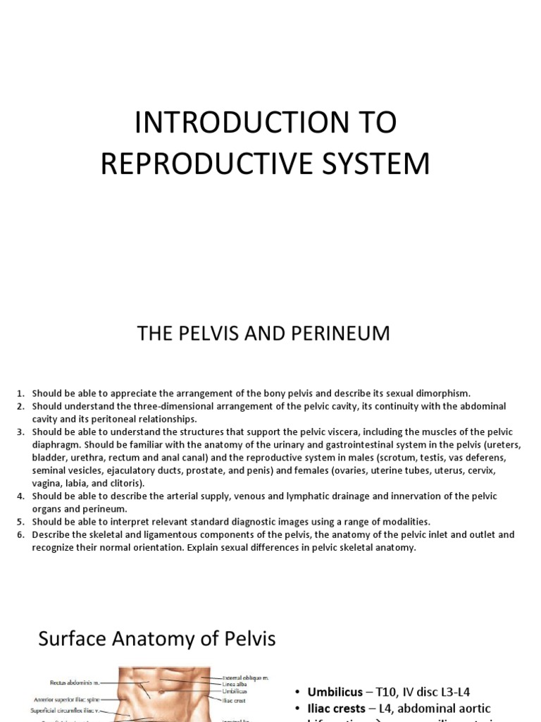 Anatomy of the Male Reproductive System | PDF | Testicle | Prostate