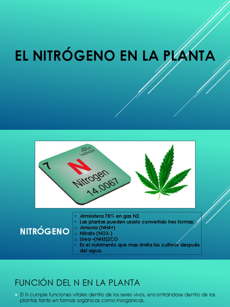 Funciones del nitrógeno en las plantas | PDF | Plantas | Nutrientes