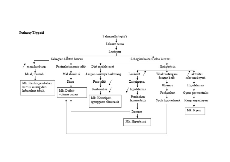 Pathway Thypoid | PDF