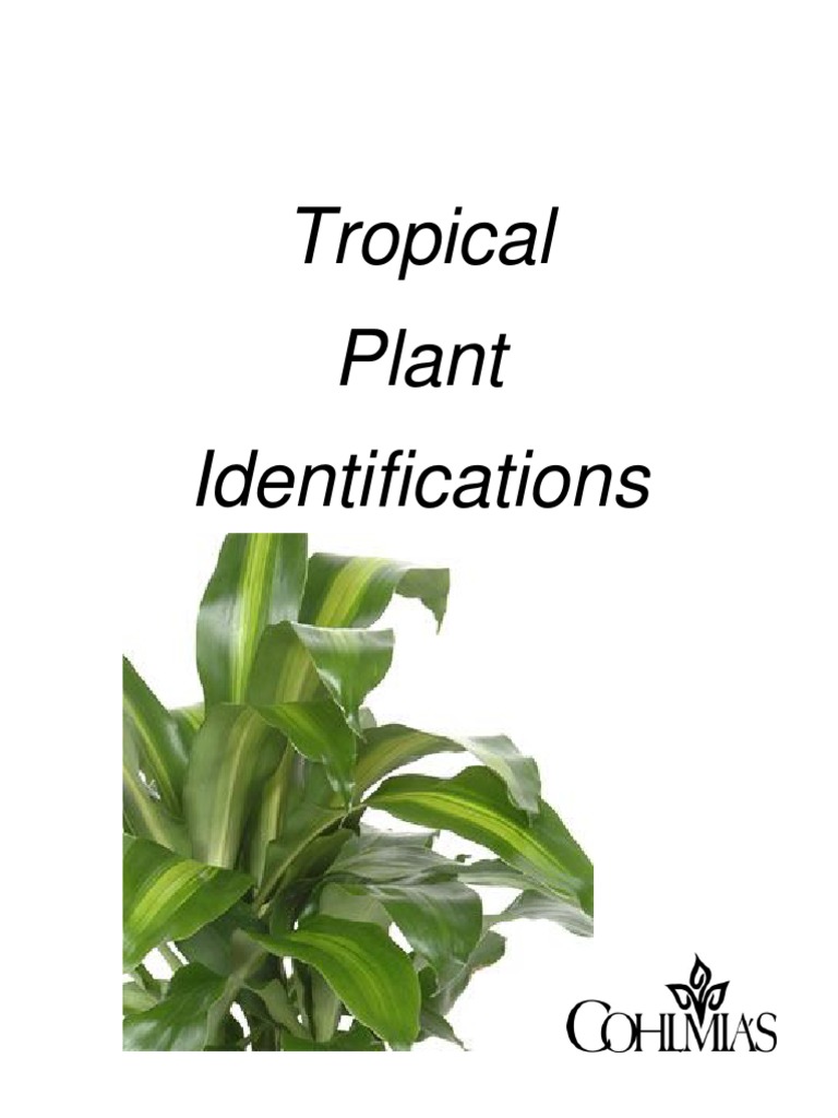 Tropical Plant Identifications | PDF | Leaf | Trees
