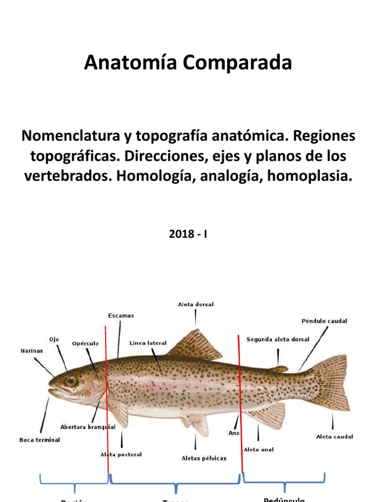 Homologia Analogia Homoplasia | PDF