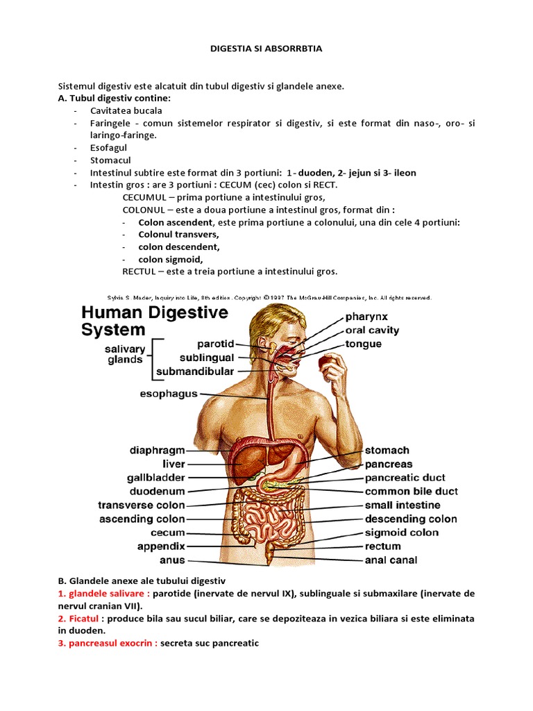 Digestia Şi Absorbţia Sinteze | PDF