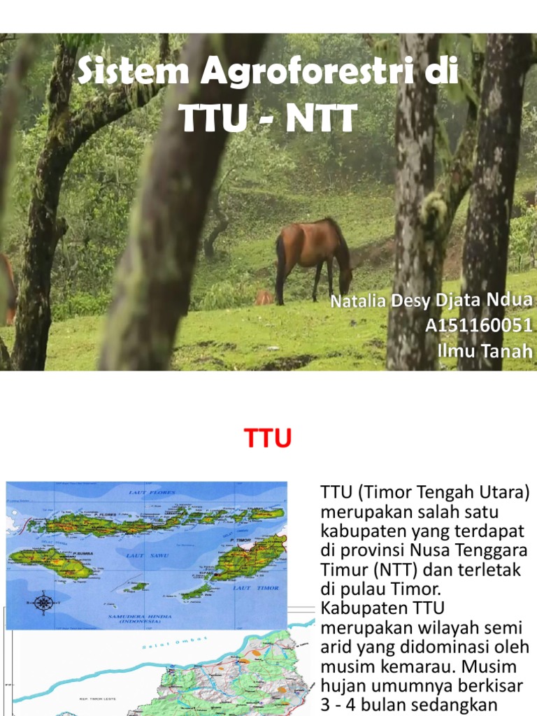 Sistem Agroforestri di TTU, NTT | PDF