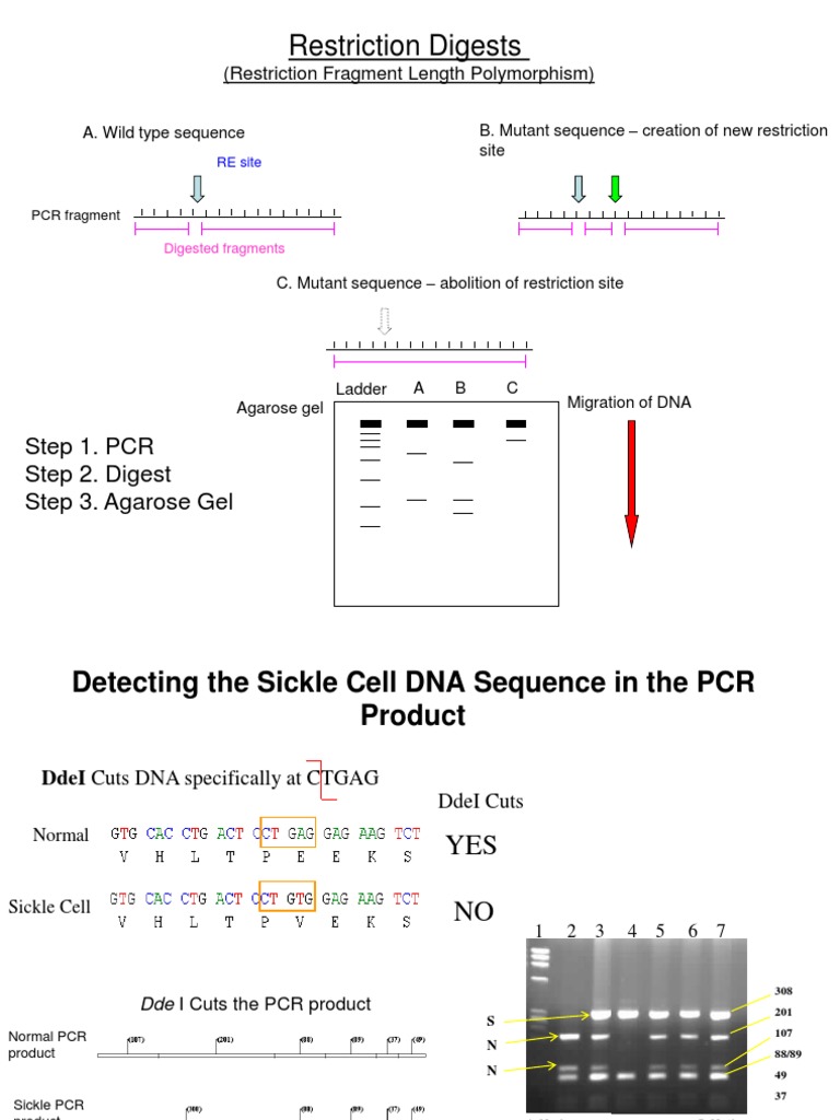 Restriction Digests: (Restriction Fragment Length Polymorphism) | PDF ...