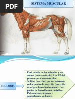 Cerdo (Estructura Ósea y Fisiología) | PDF | Digestión | Sistema ...