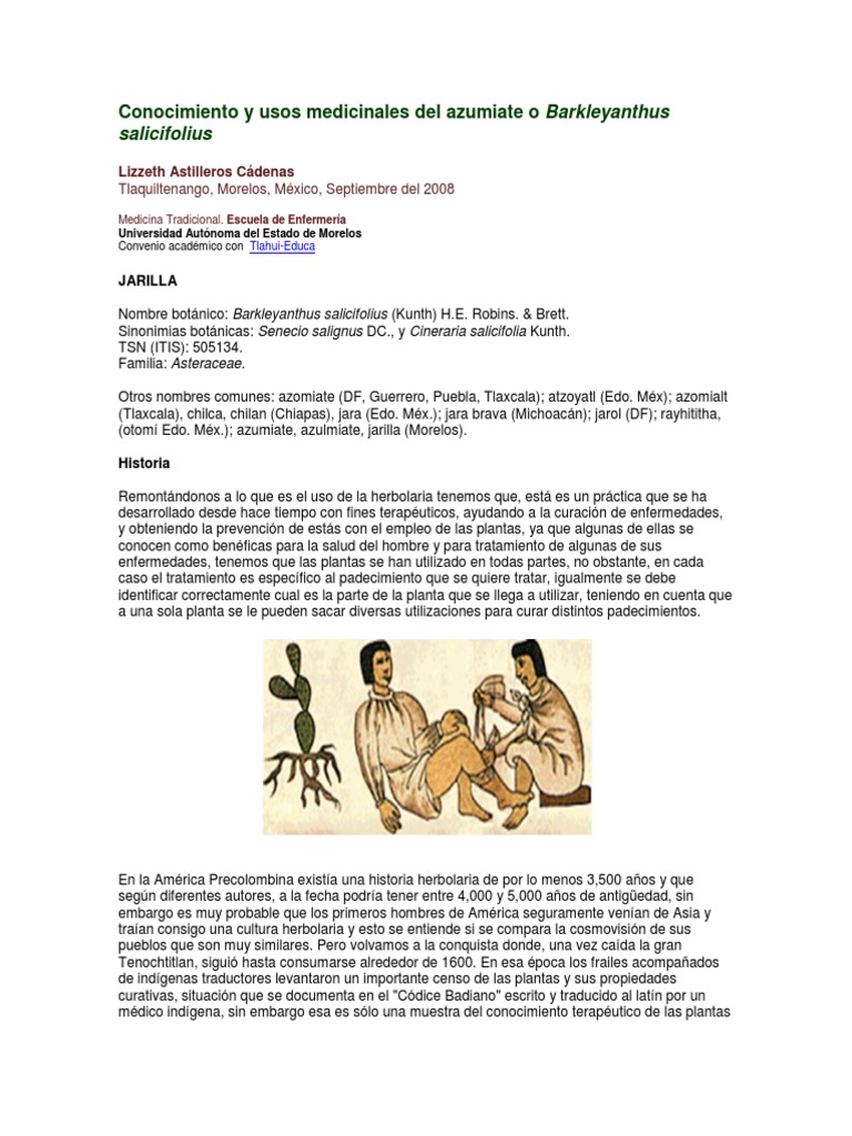 Conocimiento y Usos Medicinales Del Azumiate o Jarilla | PDF ...