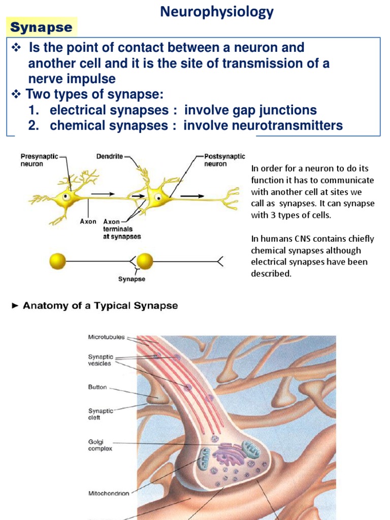 Neurophysiology 1 | PDF | Chemical Synapse | Action Potential