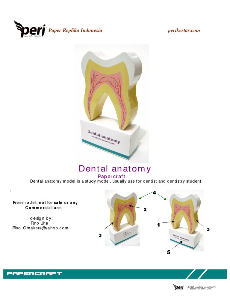 Dental Anatomy Papercraft | PDF