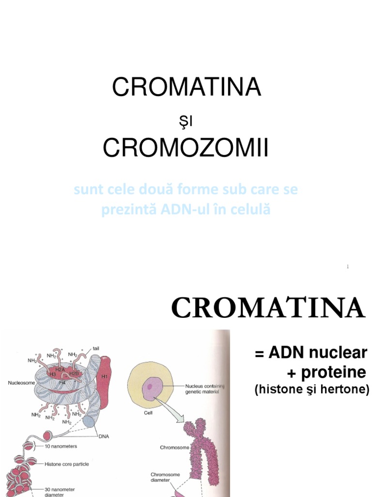 Cromatina Cromozomi | PDF