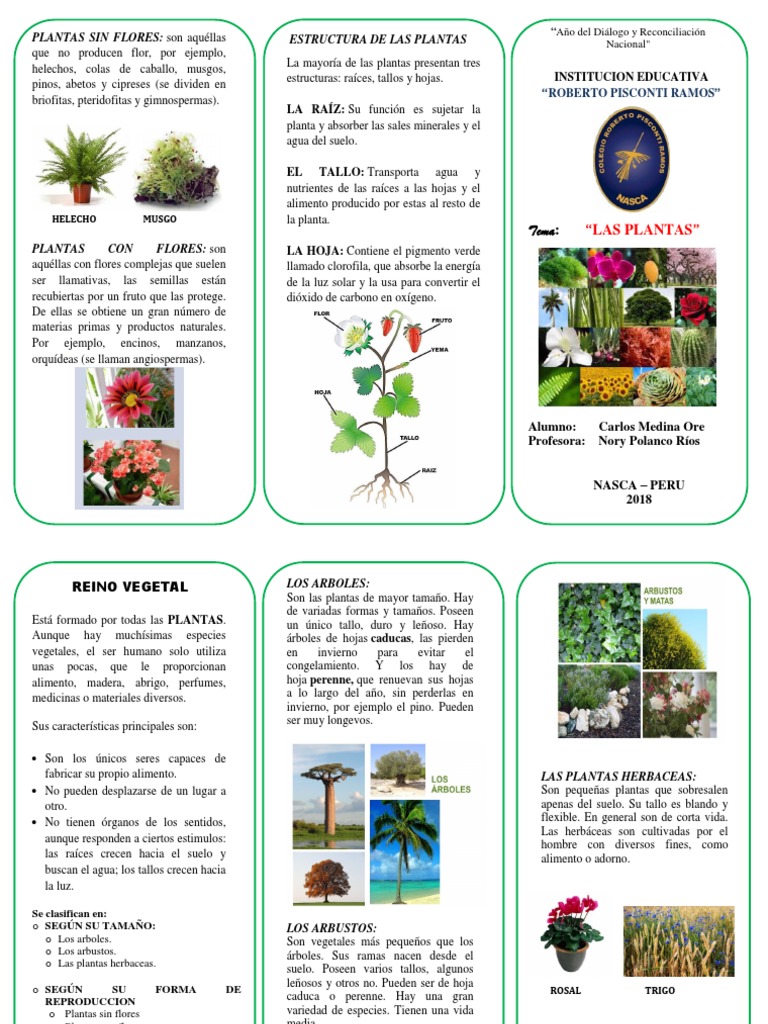 TRIPTICO Plantas | PDF | Plantas | Hoja
