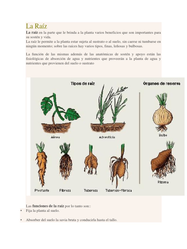 La Raíz, Tallo y Hojas | Tallo de la planta | Hoja