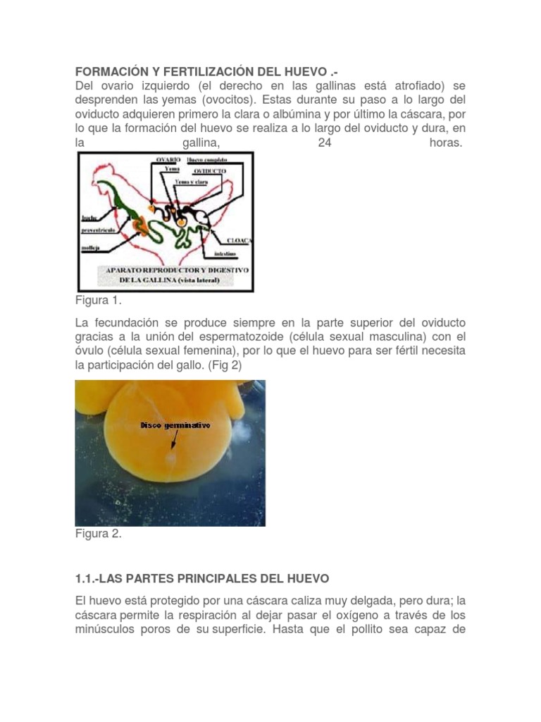 Formación y Fertilización Del Huevo | PDF | Huevo | Humedad