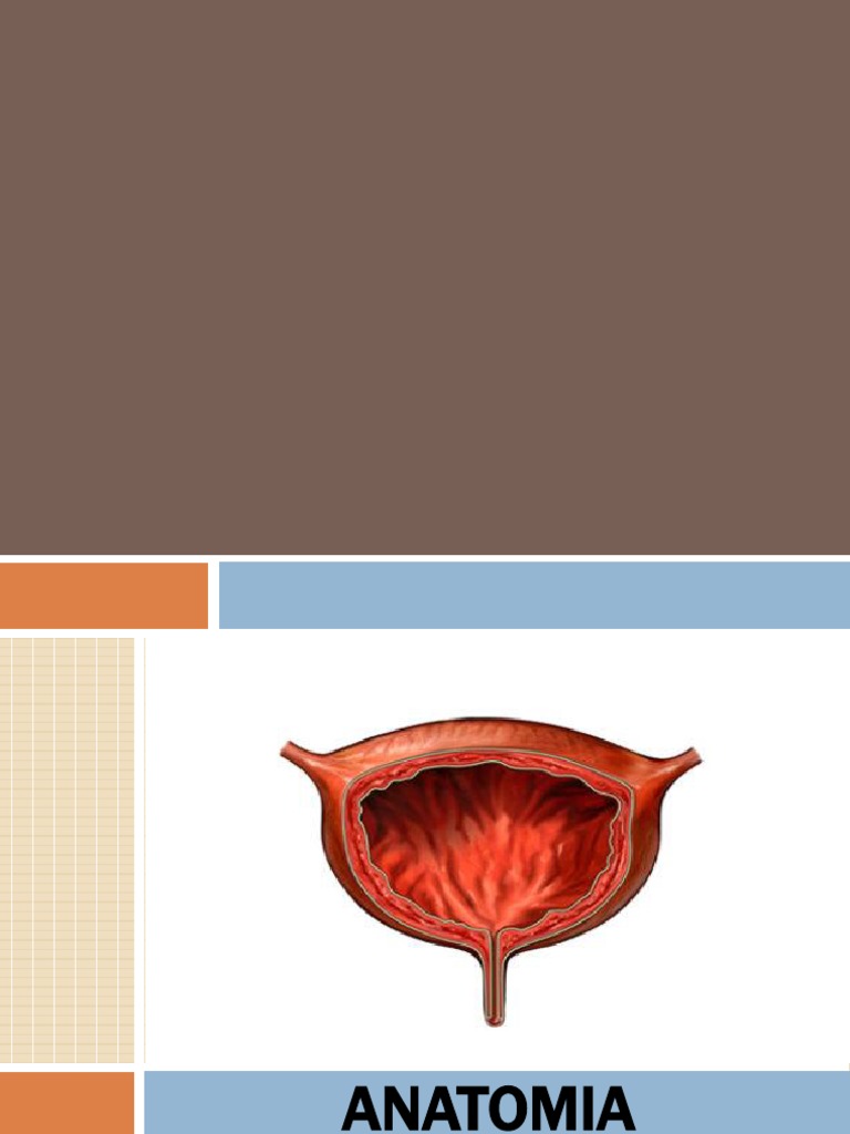 Anatomia de Vejiga | Vejiga urinaria | Sistema urinario