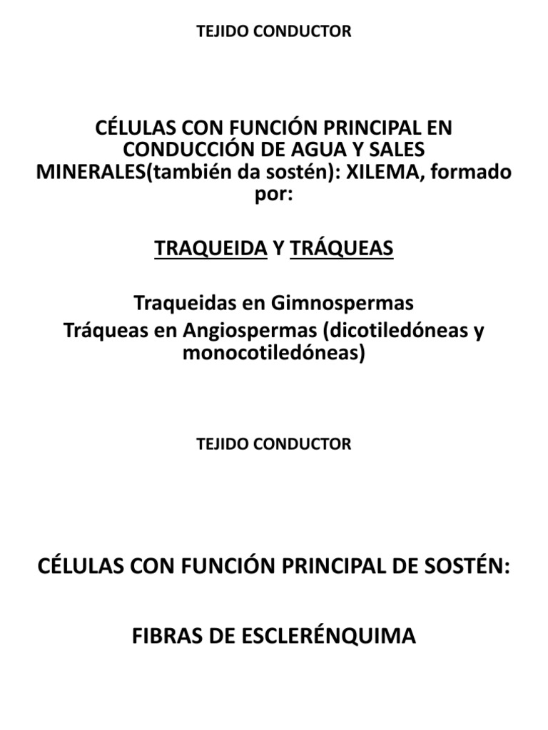Tejido Conductor | PDF | Botánica | Ramas de la botánica