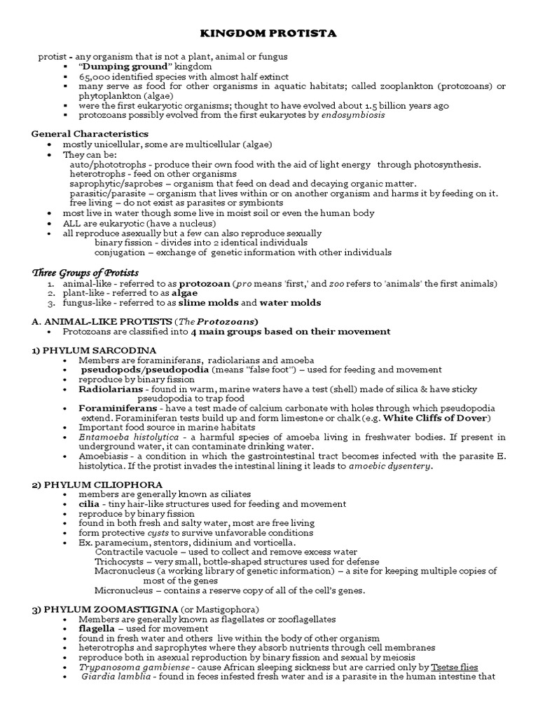 Kingdom Protista Notes | Download Free PDF | Protozoa | Algae